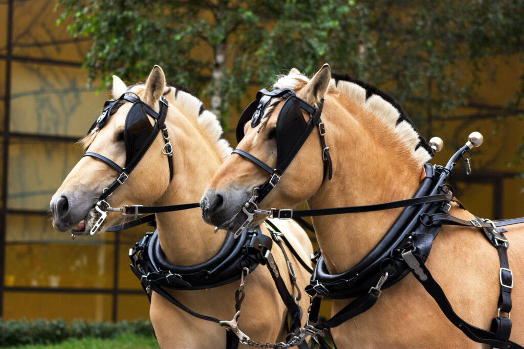 How Do Blinkers Work On Horses At Skye Fishbourne Blog